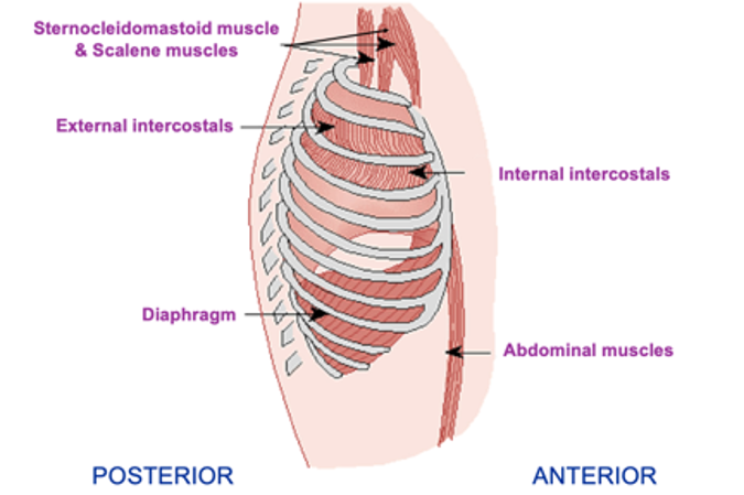 Ventilation Essentials: A Thorough Guide to Anatomy and Physiology ...
