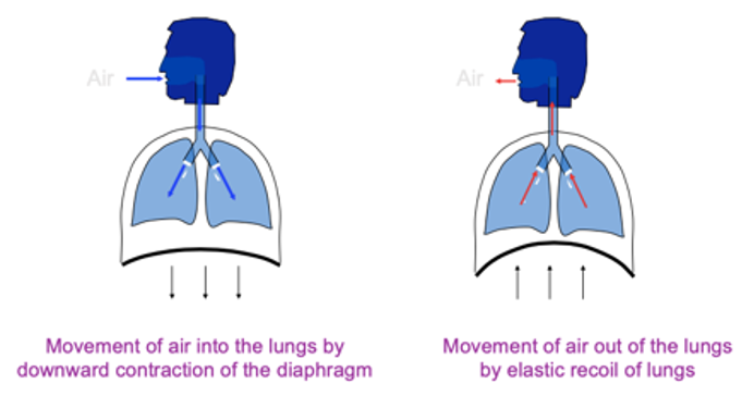 Ventilation Essentials: A Thorough Guide to Anatomy and Physiology ...