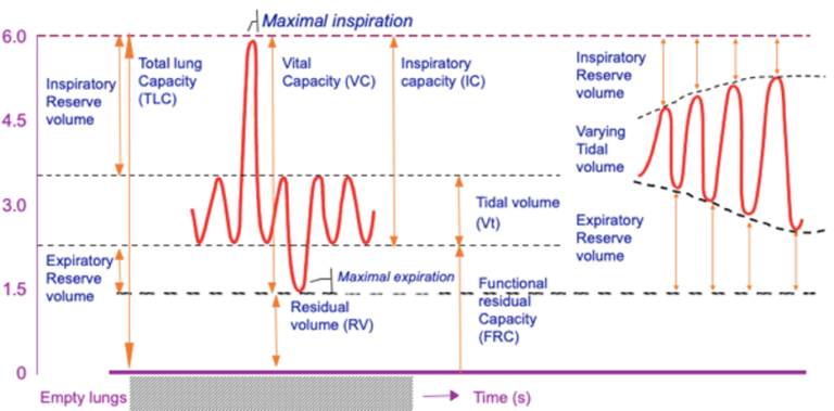 Ventilation Essentials: A Thorough Guide to Anatomy and Physiology ...