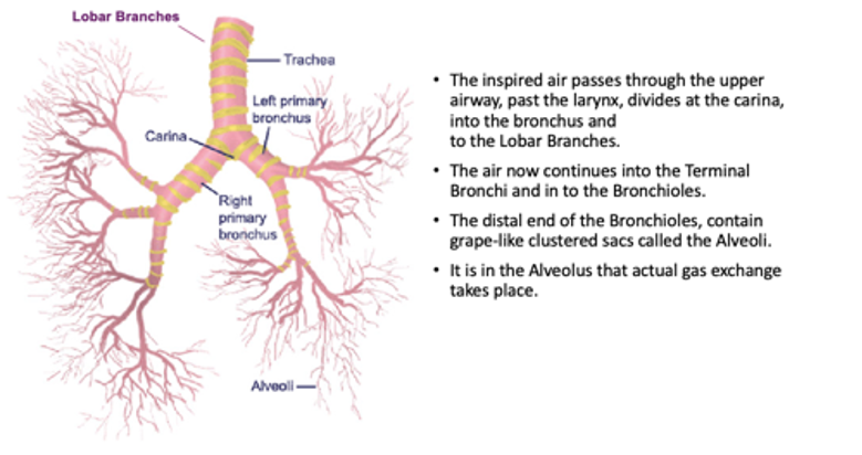 Ventilation Essentials: A Thorough Guide to Anatomy and Physiology ...