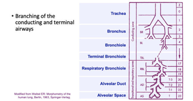 Ventilation Essentials: A Thorough Guide to Anatomy and Physiology ...