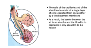 Ventilation Essentials: A Thorough Guide to Anatomy and Physiology ...